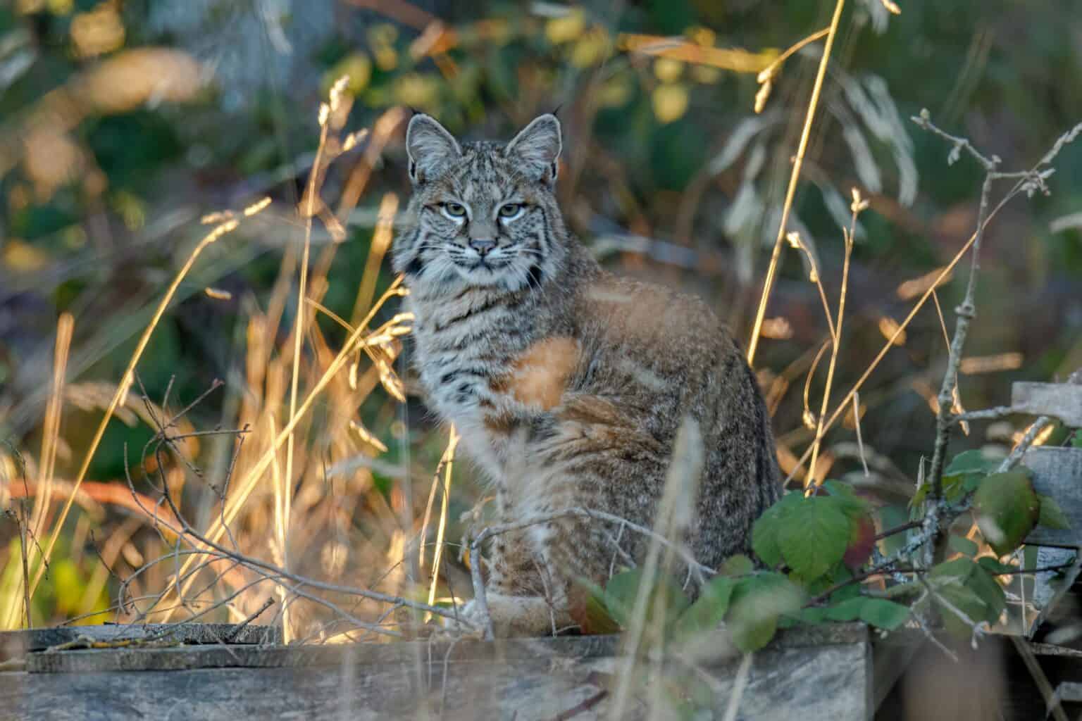 Are there any zoos in Savannah, GA?