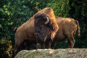 Are there any zoos in Savannah, GA?